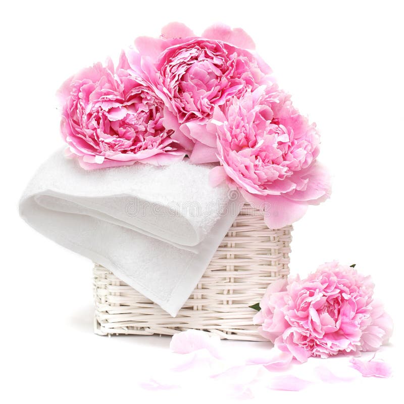 Bello Fiore Di Colore Rosa Pastello Immagine Stock - Immagine di ...