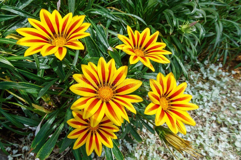 Bello Di Colore Giallo Fiore Lilly All'aperto Immagine Stock - Immagine ...