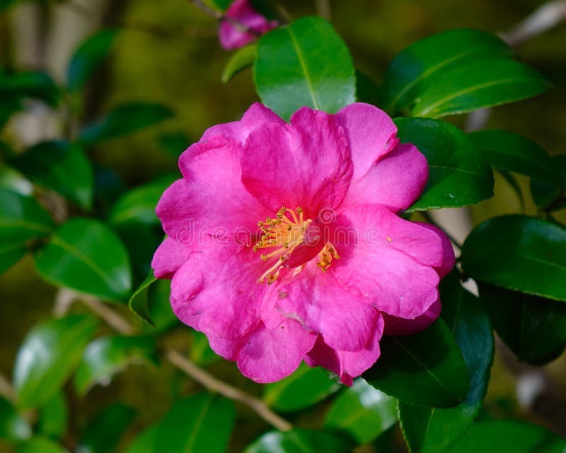 Bello Fiore Rosso Della Camelia Giapponese Fotografia Stock - Immagine ...