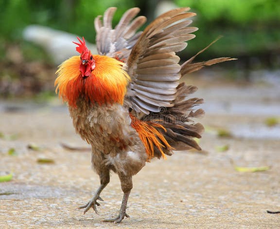 Gallo Bellissimo immagine stock. Immagine di galletto - 31233187
