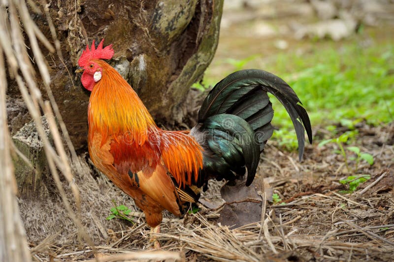 Gallo bellissimo immagine stock. Immagine di colorato - 40765207