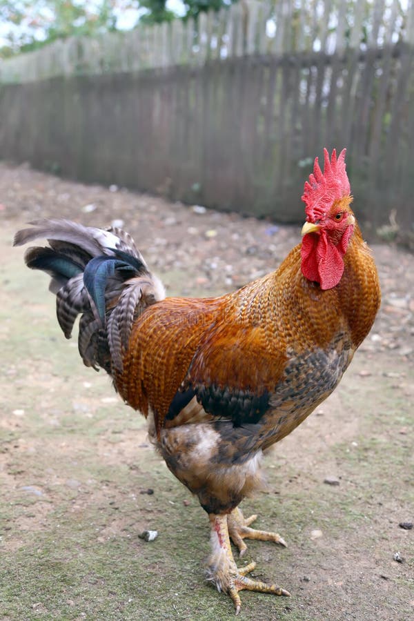 Azienda Agricola Di Pollo Variopinta Del Bello Gallo, Sparante ...