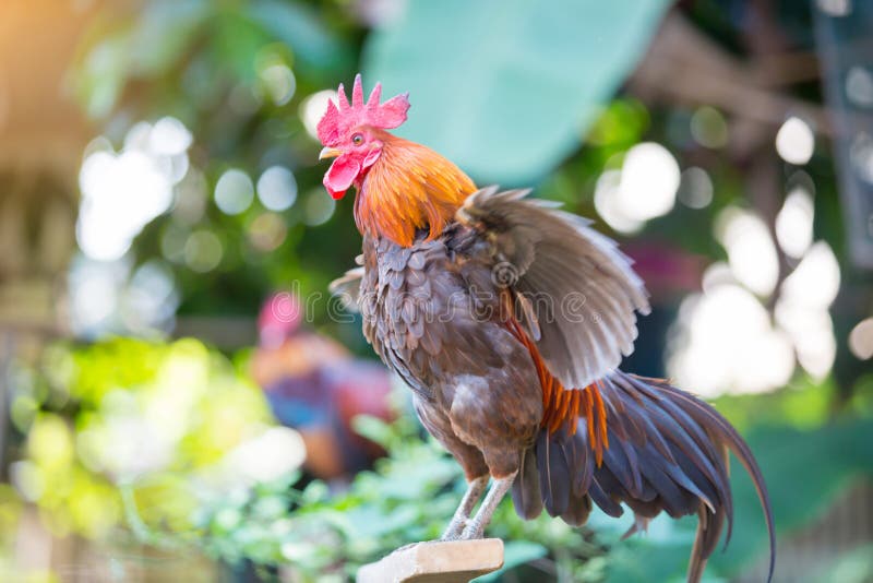 Bello gallo variopinto immagine stock. Immagine di gallinacei - 134070473