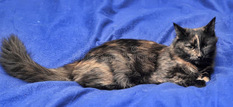 Bello gatto del tortie immagine stock. Immagine di capelli - 44785553