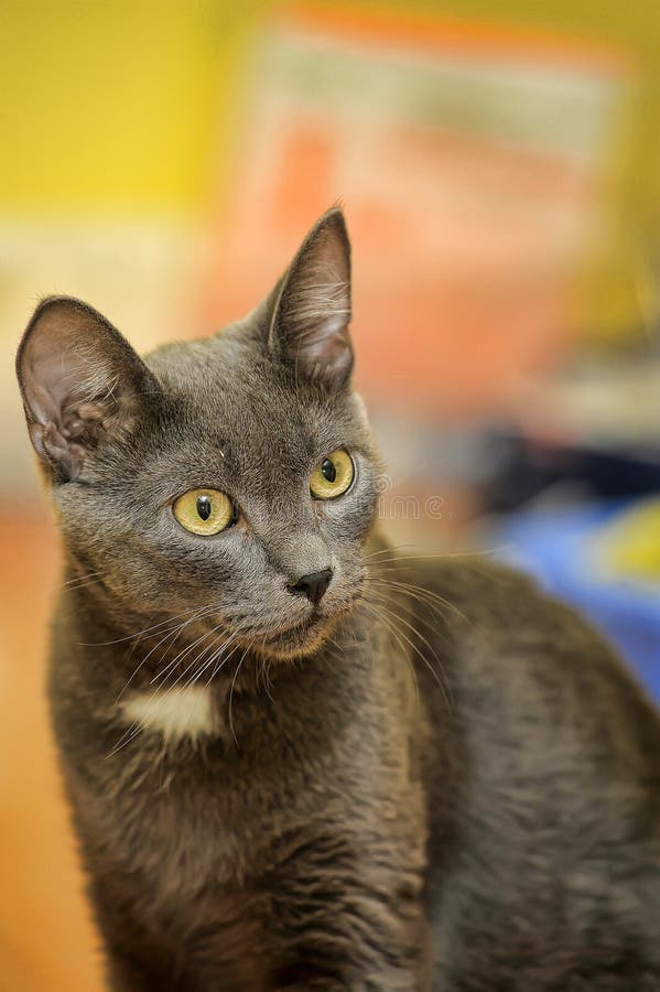 Bello gatto grigio immagine stock. Immagine di animale - 44670915