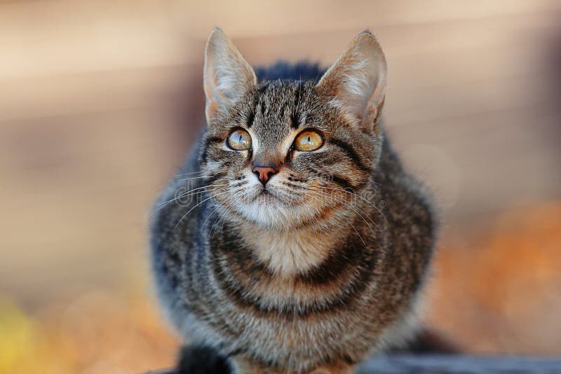 Bello Gatto Siberiano Grigio Fotografia Stock - Immagine di domestico ...