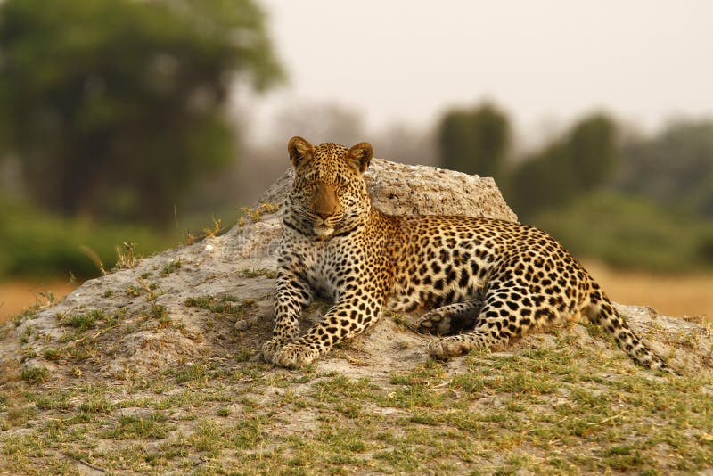 Bello grande Tom Leopard fotografia stock. Immagine di grande - 46234618