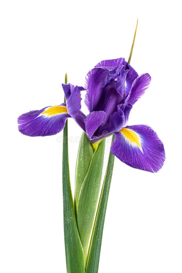 Bello Iris Iridaceae Iris Latifolia De Color Azul Blanco Imagen de ...