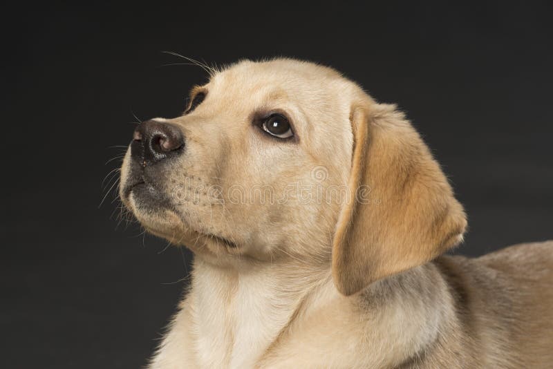 Bello Labrador Retriever Su Fondo Nero Immagine Stock - Immagine di ...