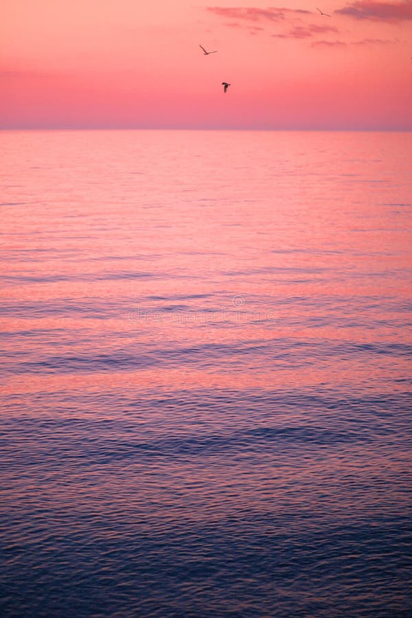Bello Mare Blu Al Tramonto Rosa Con I Gabbiani Fotografia Stock ...