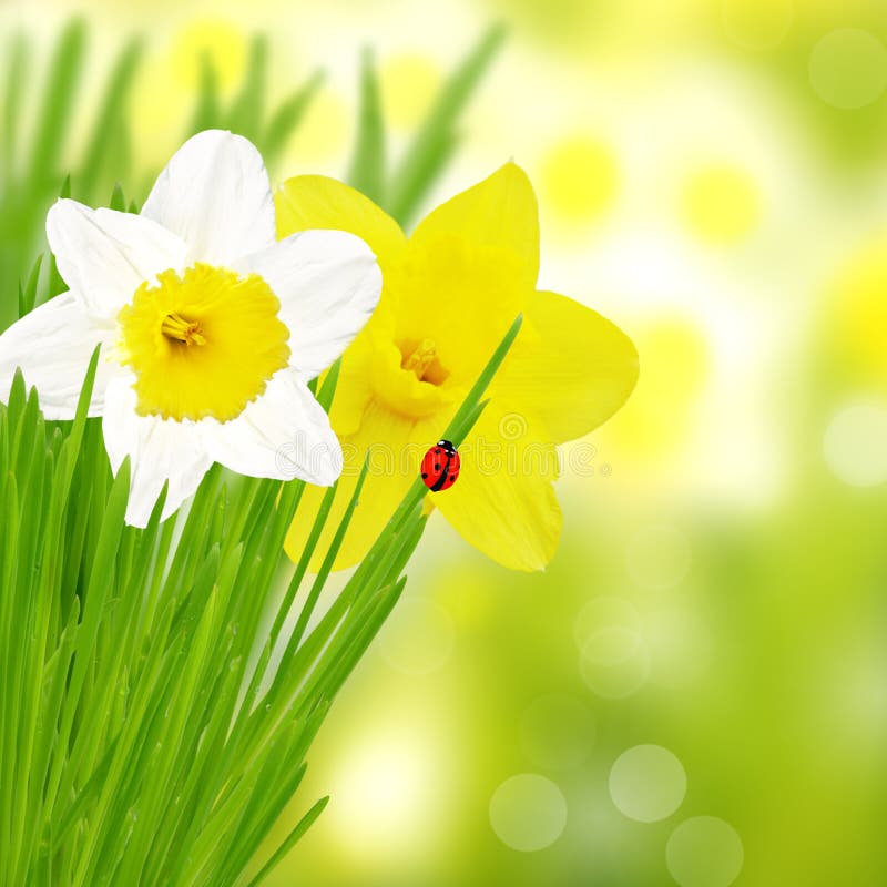 Bellissimo Narciso Bianco E Giallo Fotografia Stock - Immagine di ...