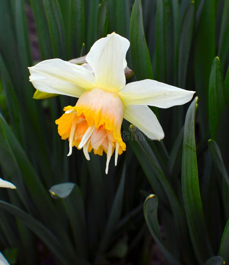 Bello Narciso Del Fiore Della Primavera Fotografia Stock - Immagine di ...