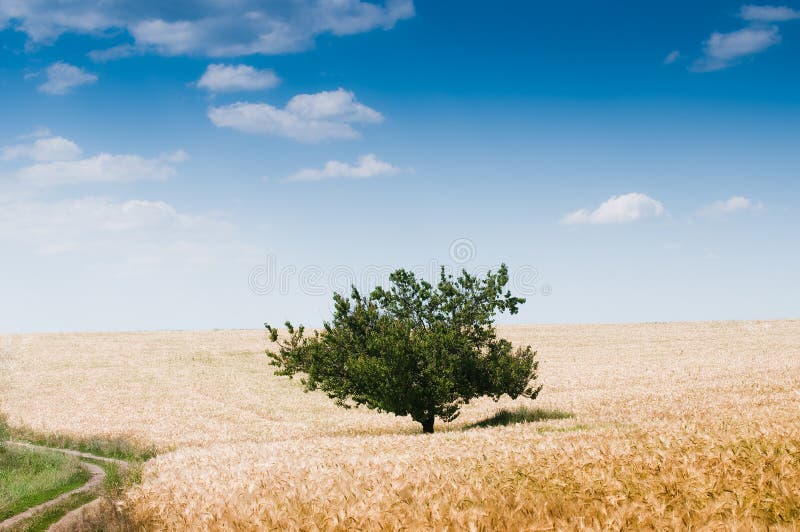 Bello Paesaggio Rurale Con L'albero Immagine Stock - Immagine di prato ...
