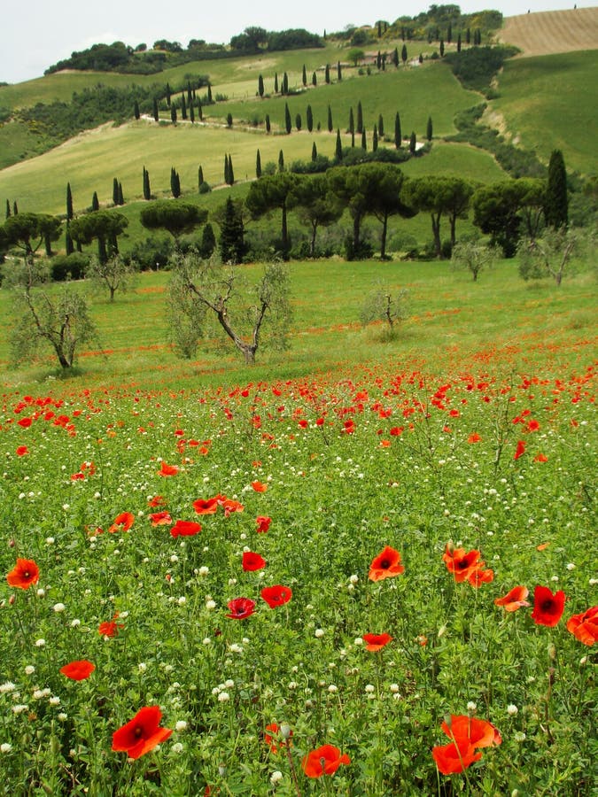 Bello Paesaggio Toscano in Primavera Fotografia Stock - Immagine di ...