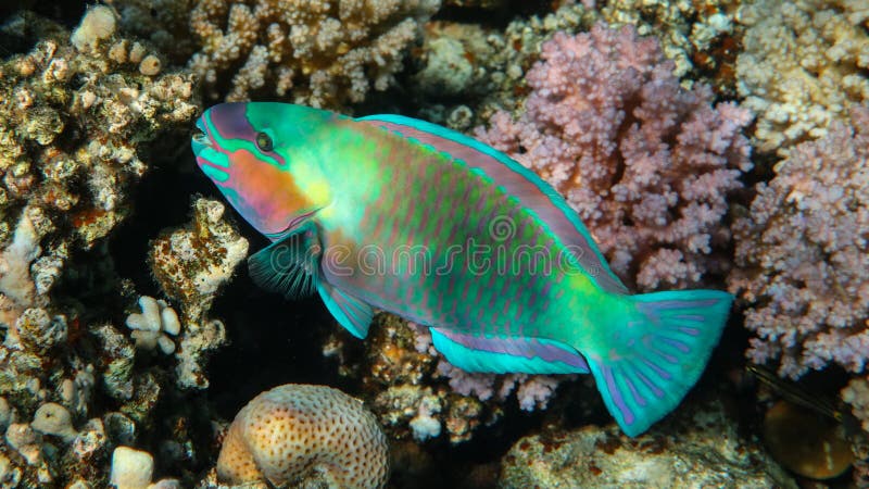 Bello pesce pappagallo immagine stock. Immagine di marino - 137292047