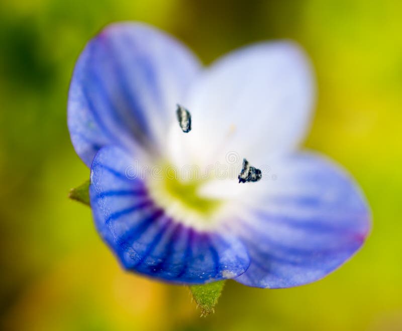 Bello Piccolo Fiore Blu Sulla Natura Immagine Stock - Immagine di fiore ...