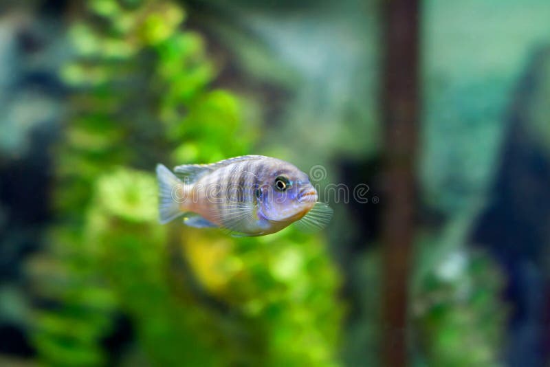 Bello Piccolo Pesce Dell'acquario Fotografia Stock - Immagine di ...