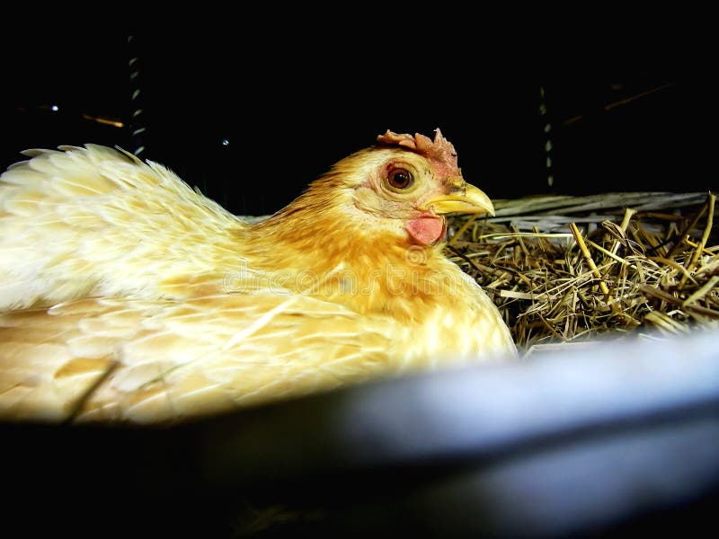 Bello pollo nano immagine stock. Immagine di gallina - 106479171