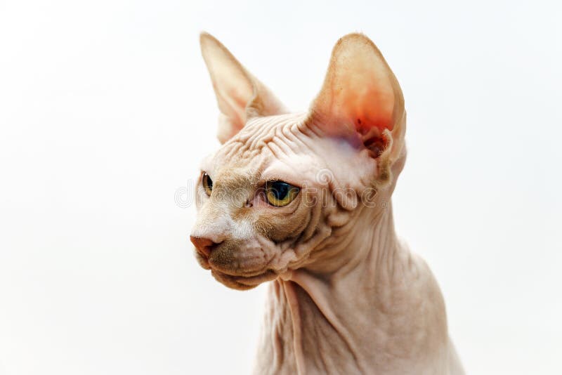 Bello Ritratto Rosa Del Gatto Dello Sphynx Immagine Stock - Immagine di ...