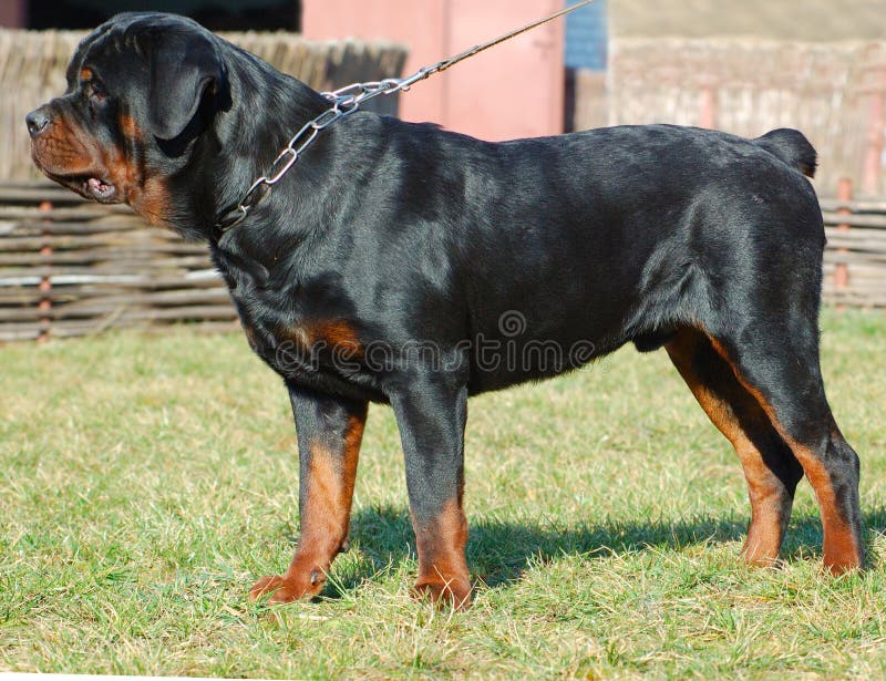 Bello rottweiler di razza immagine stock. Immagine di consacrato - 5043623