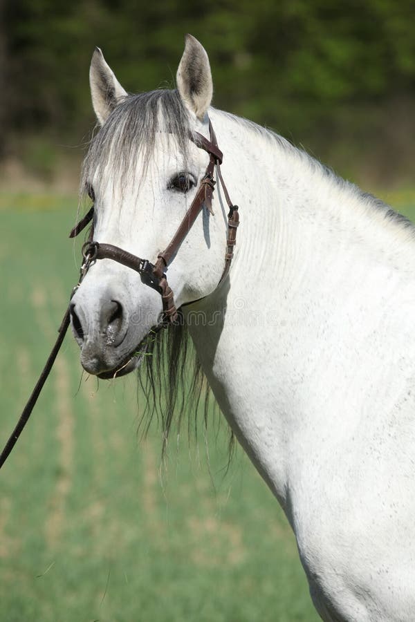 Bello Stallone Andaluso in Primavera Fotografia Stock - Immagine di ...