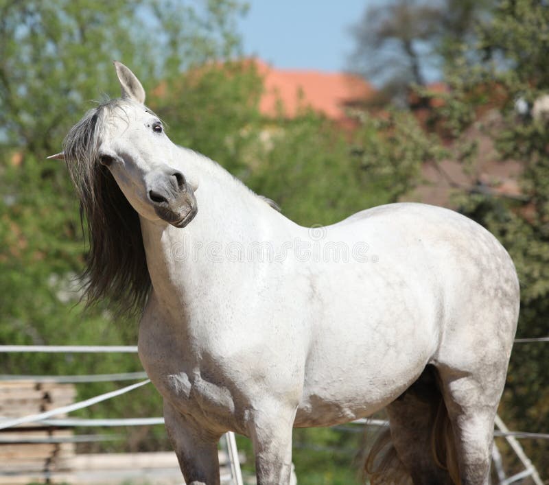 189 Stallone Andaluso Bianco Foto - Foto Stock Gratis e Royalty-Free da ...