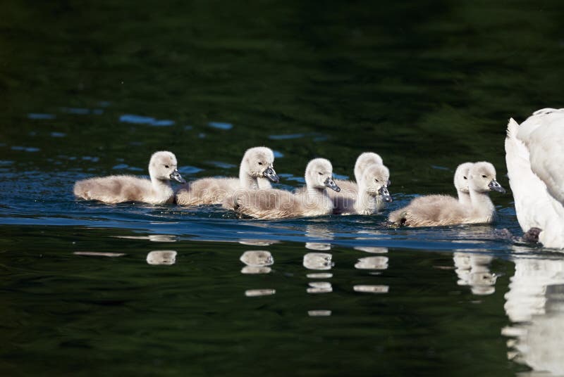 Piccolo cigno fotografia stock. Immagine di bambini, lanugine - 5049924
