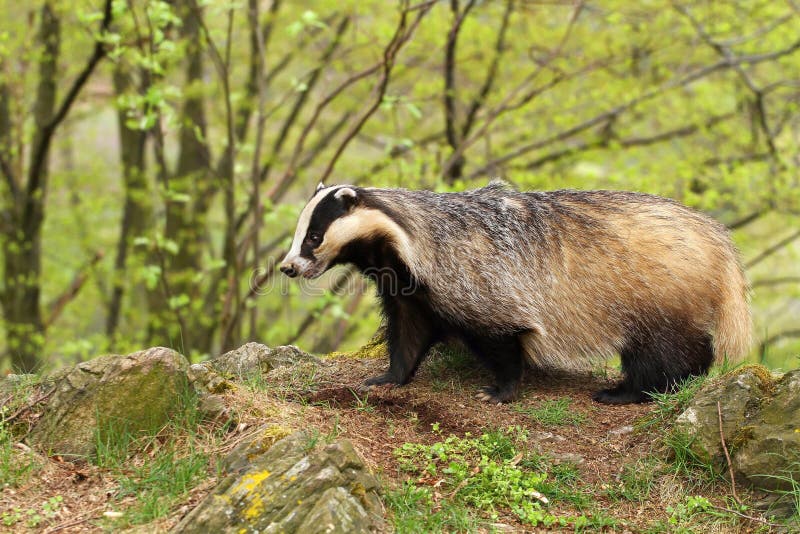 Tasso grasso in primavera fotografia stock. Immagine di animale - 70725748