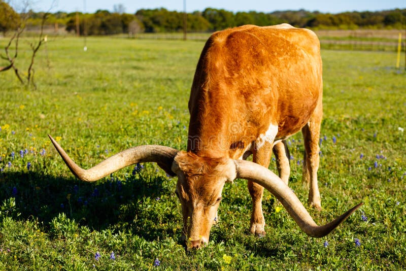 Bellissimo toro Longhorn immagine stock. Immagine di lifestyle - 71892363