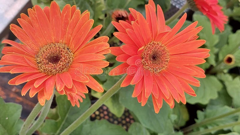 Bellos Crisantemas De Varios Colores Y Tipos Foto de archivo - Imagen ...