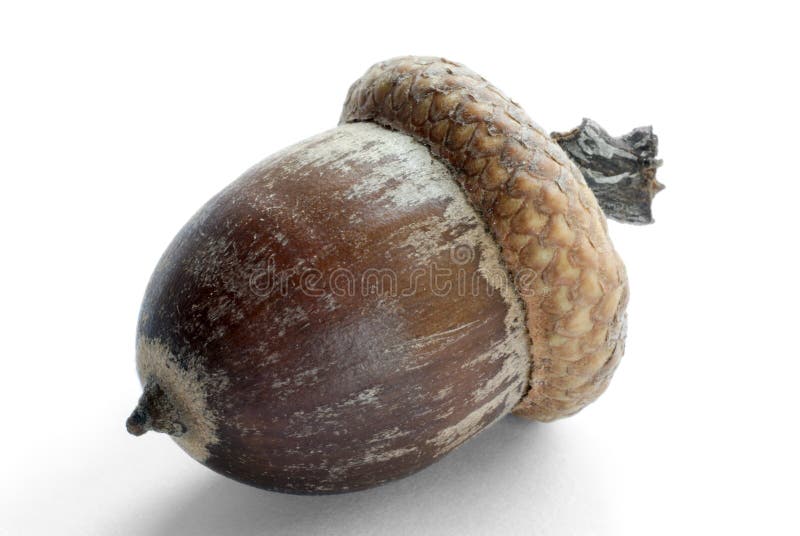 Bellota foto de archivo. Imagen de producto, familia, blanco - 1268546