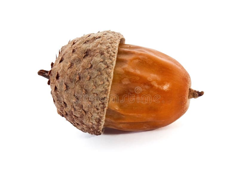 Bellotas foto de archivo. Imagen de vaina, cubo, imagen - 16634088