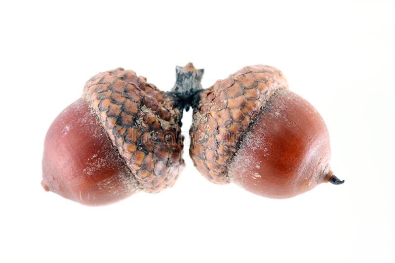 Bellota foto de archivo. Imagen de fondo, germen, bellota - 3241606