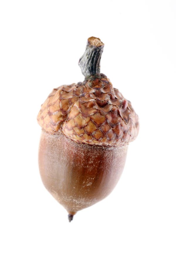 Bellota imagen de archivo. Imagen de textura, follaje - 3241617