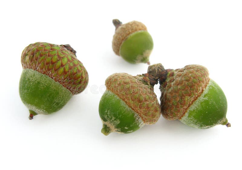 Bellota imagen de archivo. Imagen de cubo, germen, bosque - 5854835