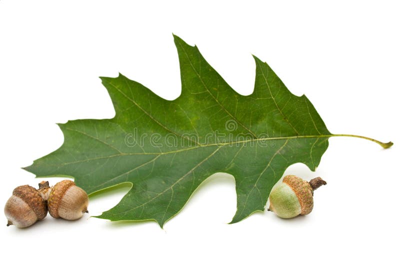 Bellota y hoja del roble. foto de archivo. Imagen de bosque - 10737800