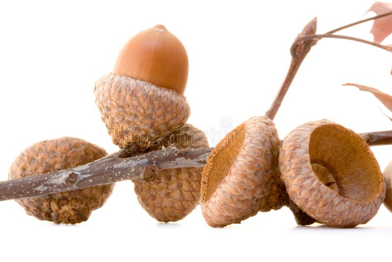 Bellotas imagen de archivo. Imagen de blanco, noviembre - 7178813