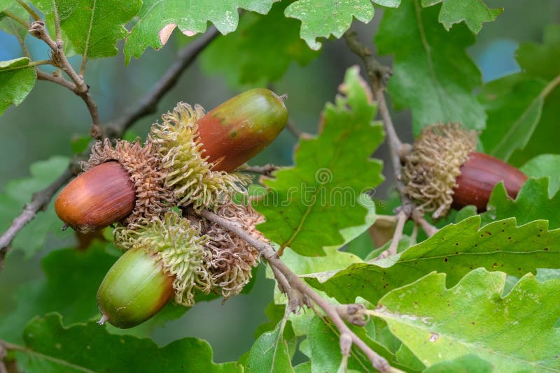 Bellotas del roble foto de archivo. Imagen de fruta, seco - 46279050