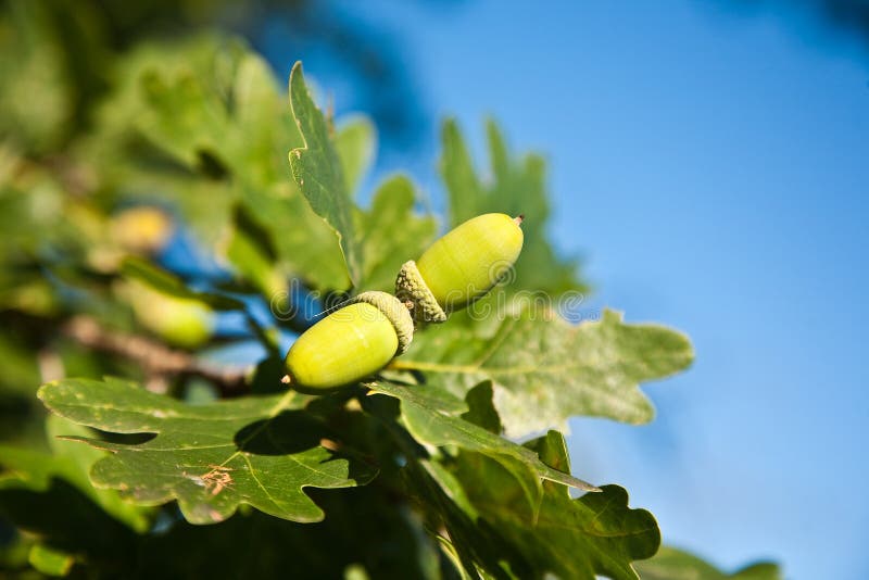 Bellotas Del Roble Entre Las Ramas Foto de archivo - Imagen de hojas ...