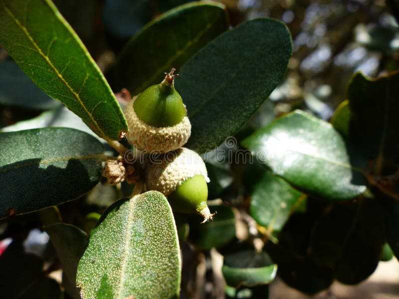 Ramificación Del Roble De Encina Con Las Bellotas Imagen de archivo ...