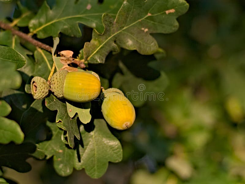 Bellotas En Un árbol En Autuum En Un Parque Foto de archivo - Imagen de ...
