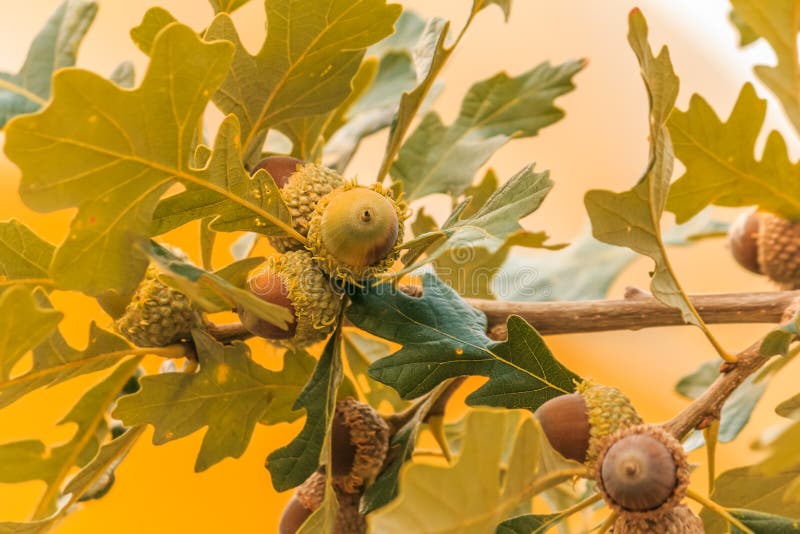 Fruta De Un árbol De Roble Maduro En Otoño Foto de archivo - Imagen de ...