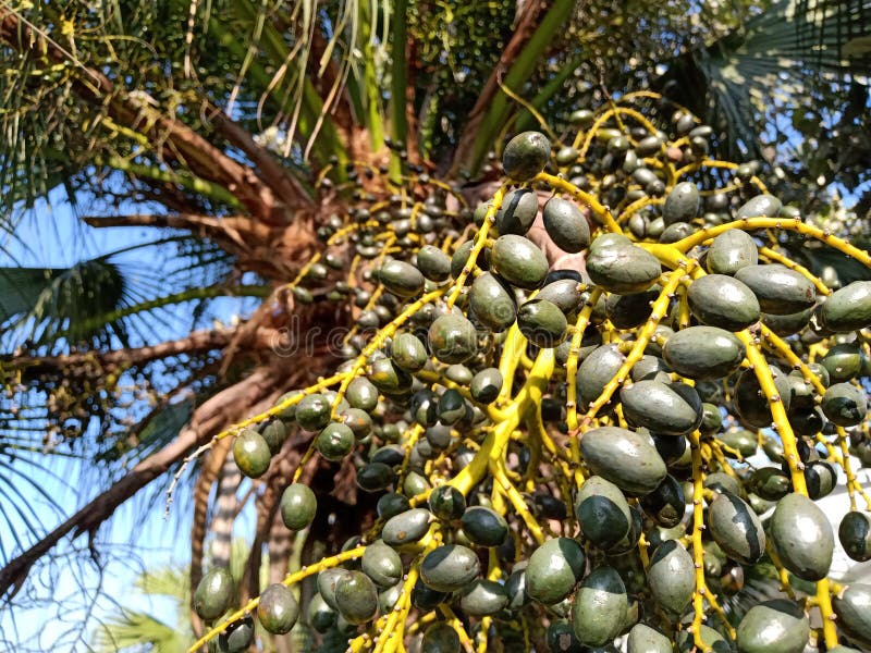 Bellow the Kurma Tree with Blue Sky Stock Image - Image of tree, kurma ...