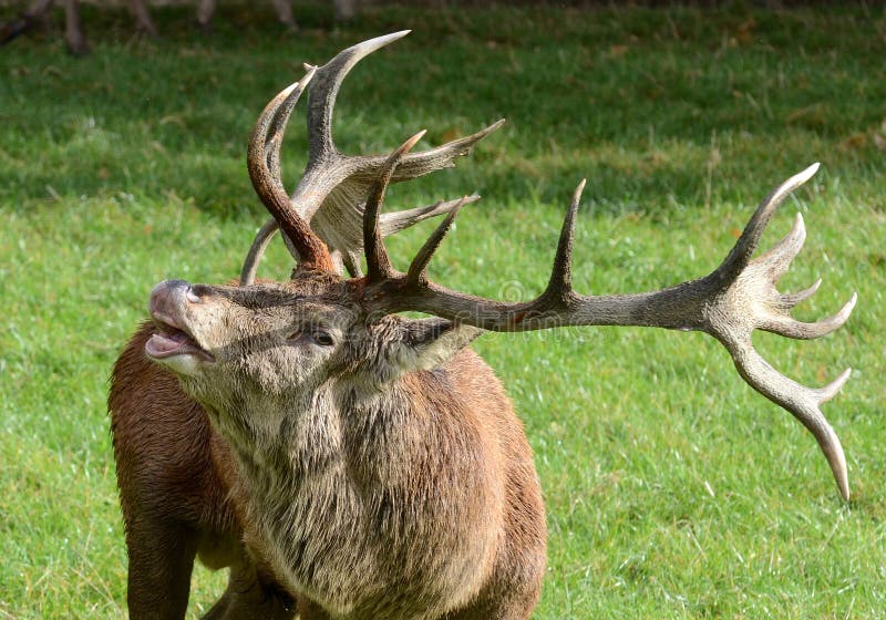 Bellowing Red Deer Stag stock photo. Image of deer, stag - 21873762