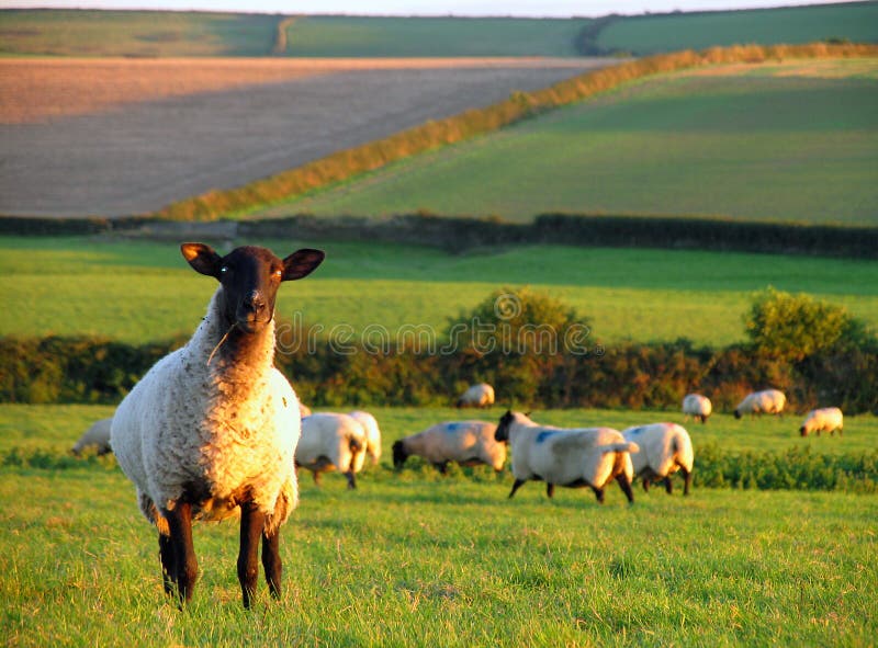 Bellwether stock image. Image of greenland, colouring - 1527319