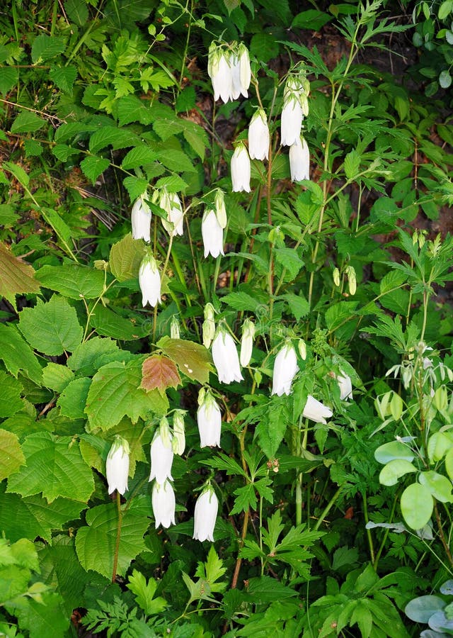 Bellworts stock image. Image of bloom, flower, merrybells - 44664417