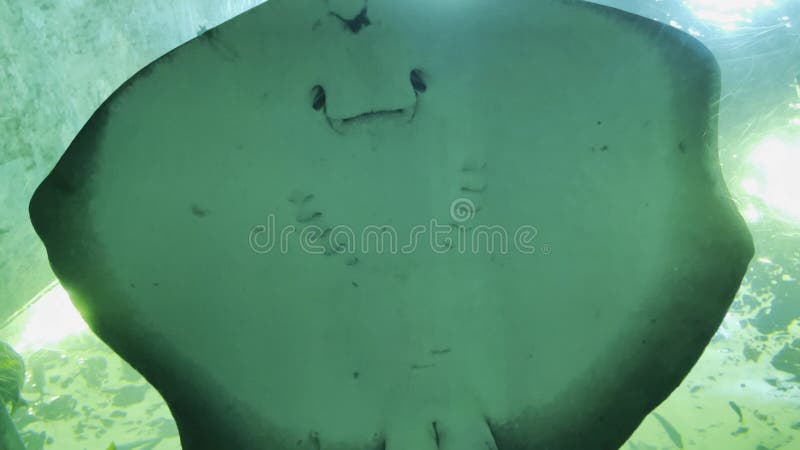 The Belly of a Big Stingray with a Cute Smiling Face in the Aquarium ...