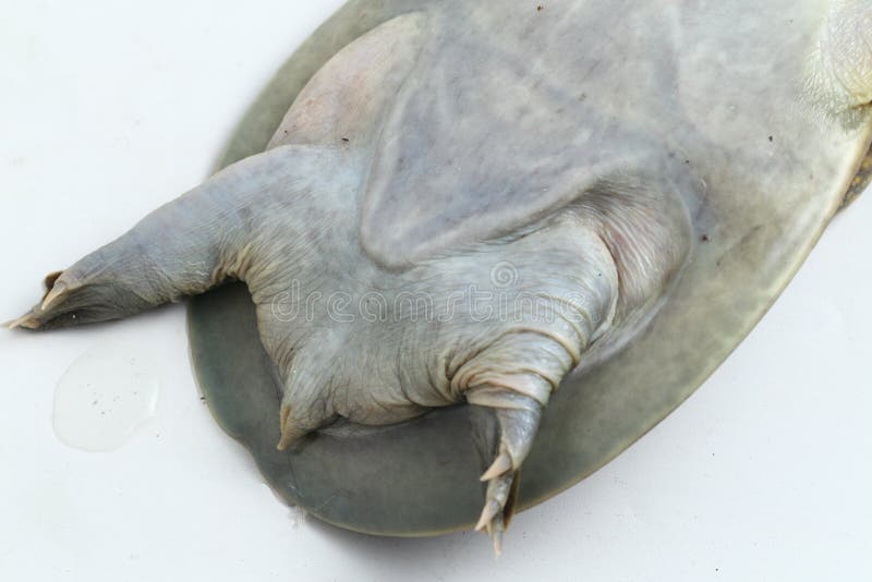 Belly of Common Softshell Turtle or Asiatic Softshell Turtle Amyda ...