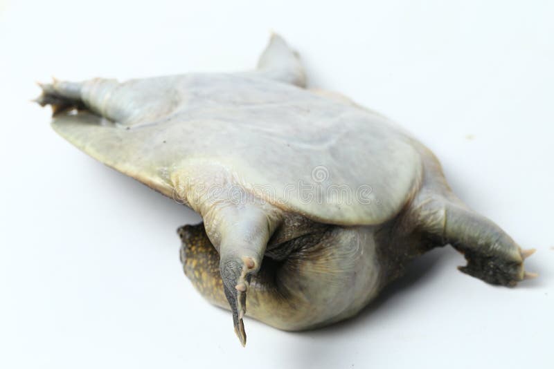 Belly of Common Softshell Turtle or Asiatic Softshell Turtle Amyda ...