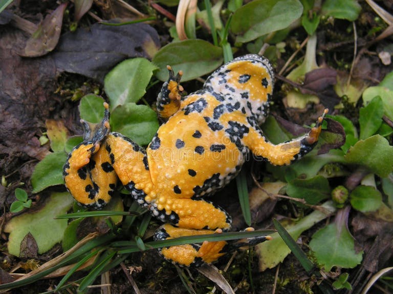 Yellow-belly Toad, Bombina Variegata Stock Image - Image of animal ...